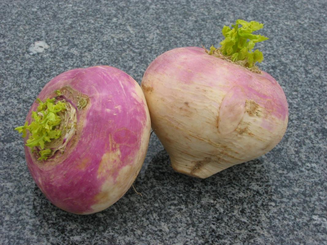 Rüben | Eferdinger Gemüselust